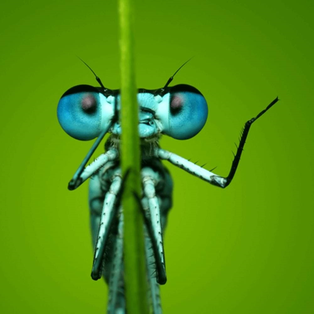 Blog | Micro- en macrofotografie tips en uitleg
